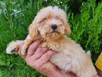 Maltipoo štenci
