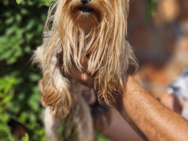 Odrasle zenke i muzijak jorksirskog terijera na prodaju