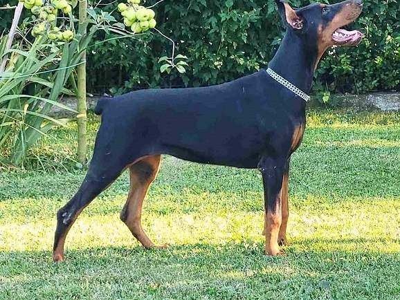 Doberman ženke