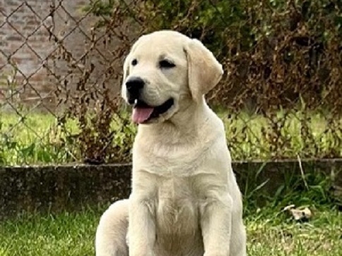 Labrador Retriver štenci - ženke