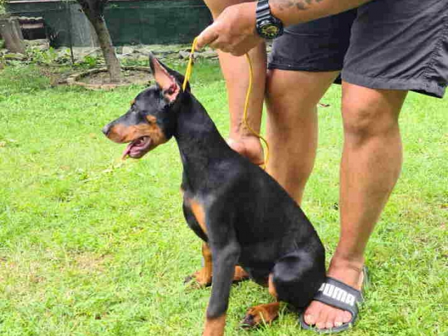 Zenka Dobermana kupirana, stara 3,5 meseca