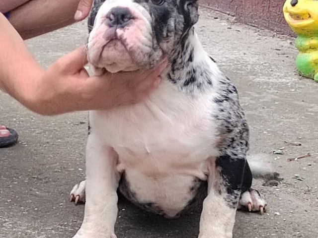 American Bully !!!