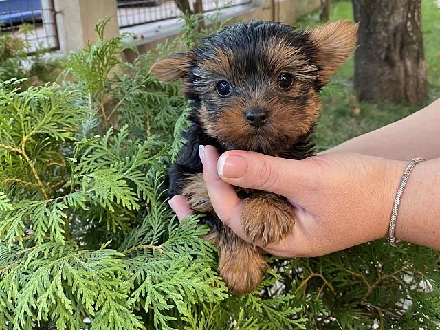 Jorki terijer stenci