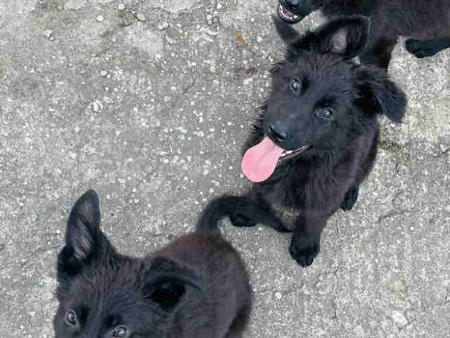 NEMACKI OVČAR crni, radni