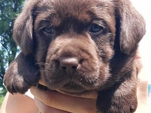 Labrador retriver, braon i crne ženke