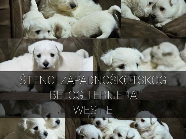 Na prodaju štenci ZAPADNOŠKOTSKOG TERIJERA – WESTIE