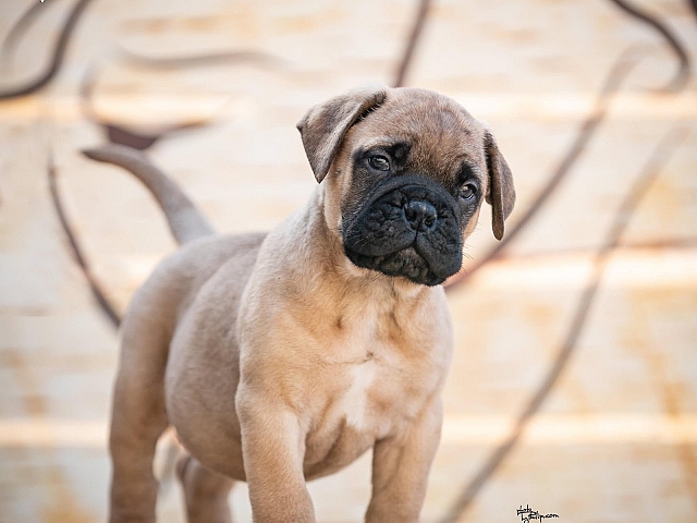 Home of Guardians - bullmastiff kennel