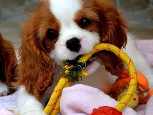 Cavalier King Charles španiel - blenheim
