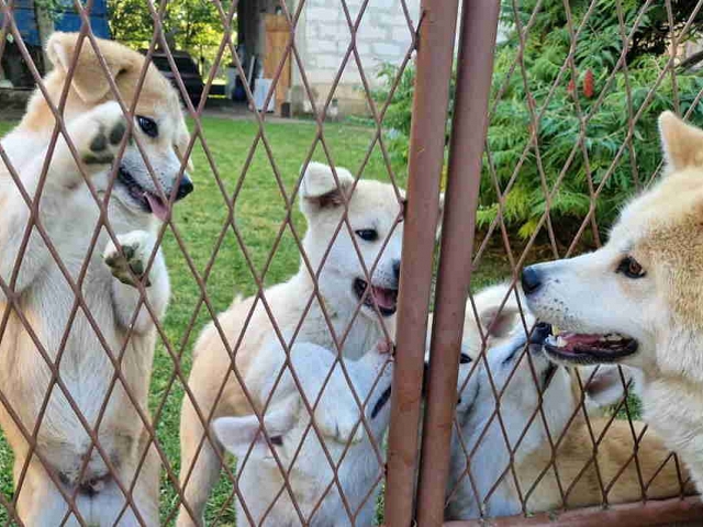 Na prodaju štenci JAPANSKE AKITE,
