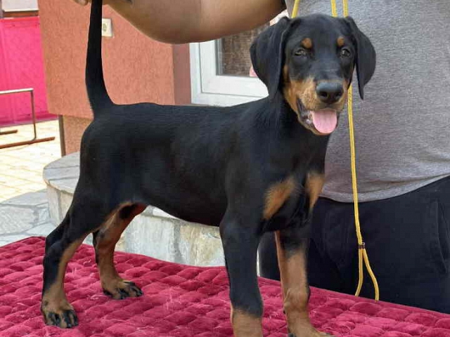 Vrhunsko leglo dobermana staro 2 meseca