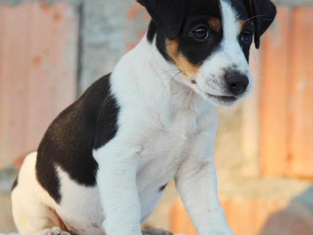 Stenci jack russel terijera