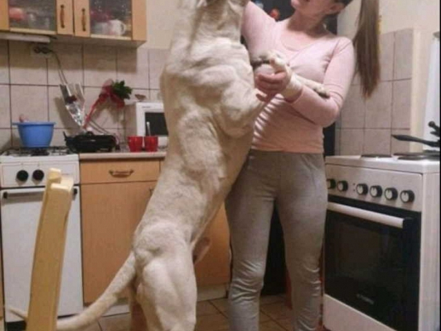 Dogo argentino štenci