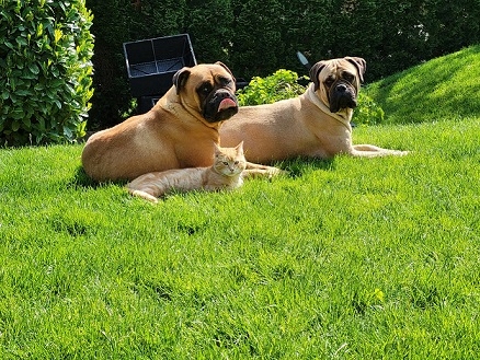 Bullmastiff stenci