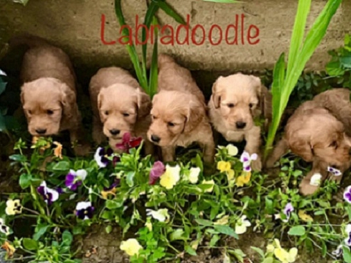 Labradoodle F1