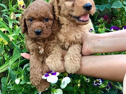 Goldendoodle F1