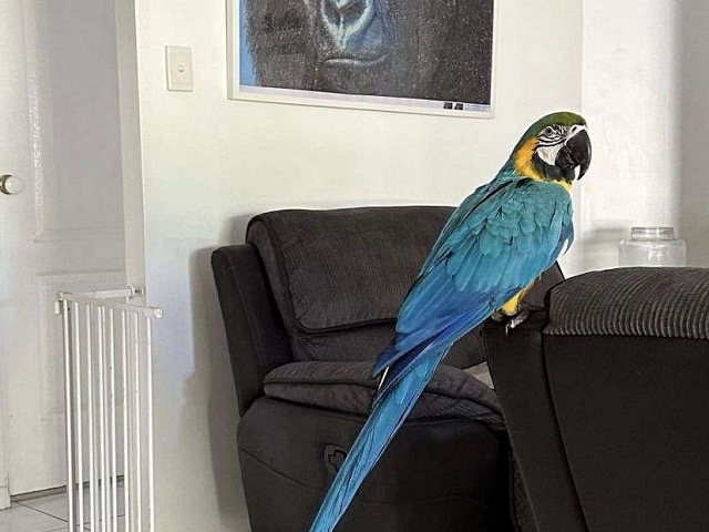 divne plave i zlatne Macaw papige