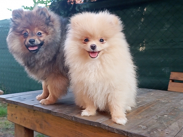 Prelepi čistokrvni patuljasti pomeranci.