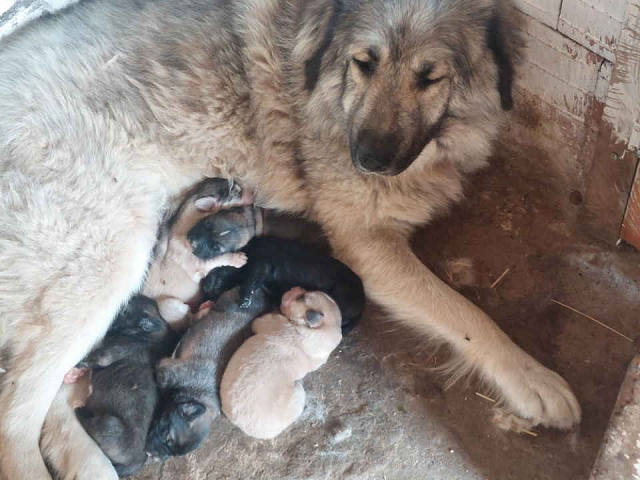 Na prodaju stenci kavkaskog ovcara sa odlicnim pedigreom