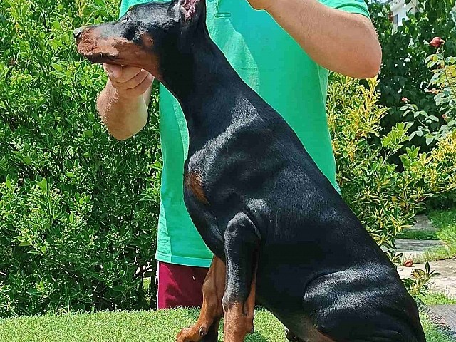 Štenci dobermana