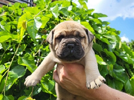 Bullmastiff, stenci