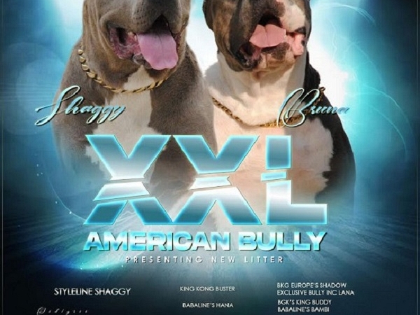 American bully xxl