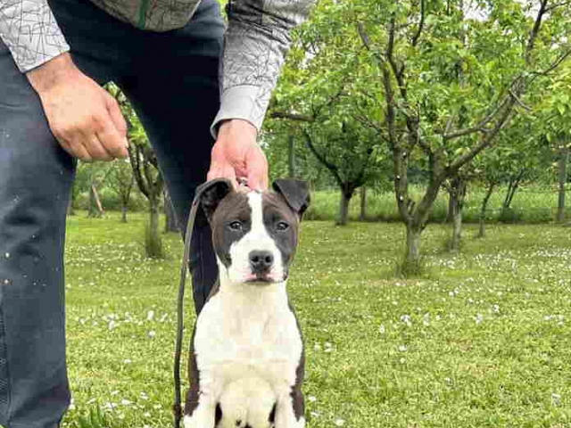 Štenci AMERIČKOG STAFORDA, stari 5 meseci