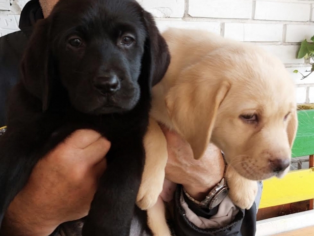 Labrador retriver, vrhunsko leglo