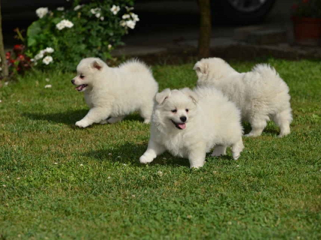 Nemački špic, štenci snežno bele boje