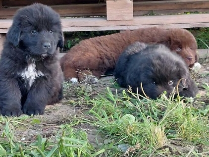 Njufaundlend (Newfoundland ) štenci