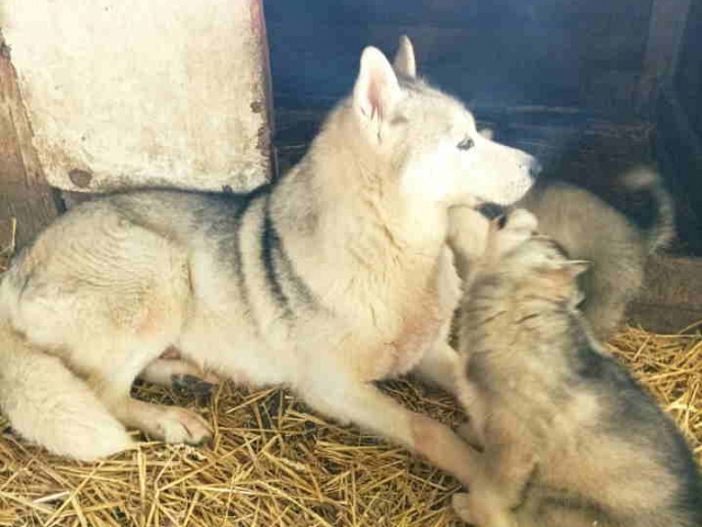 Na prodaju jos dve zenke SIBIRSKOG HASKIJA