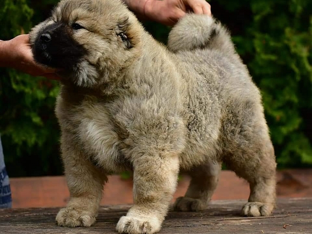 Kavkaski ovcar, zensko stene