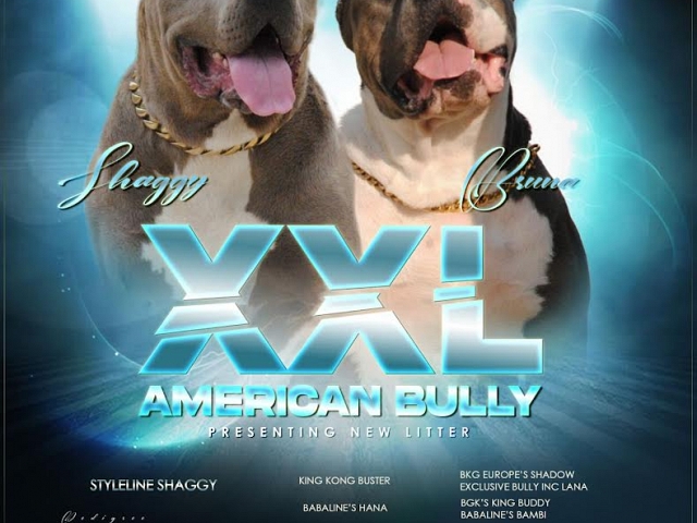 American bully xxl
