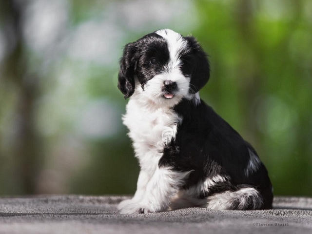 Tibetski Terijer štenci