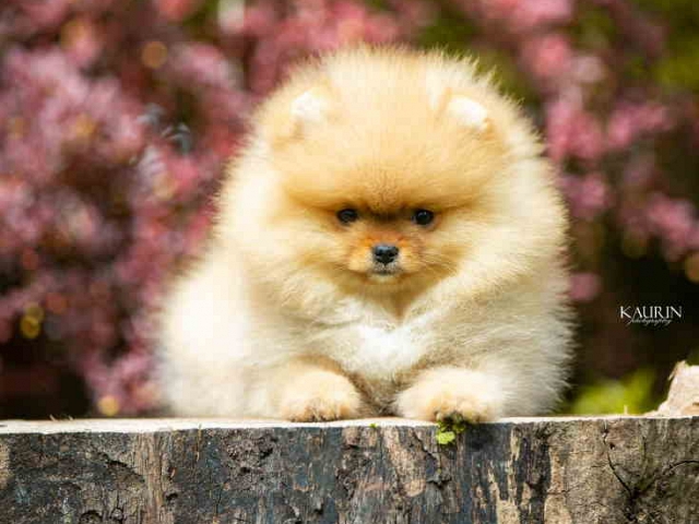Odgajivačnica Victoryan Song ima u ponudi čistokrvne štence pomeranca izložbeng potencijala