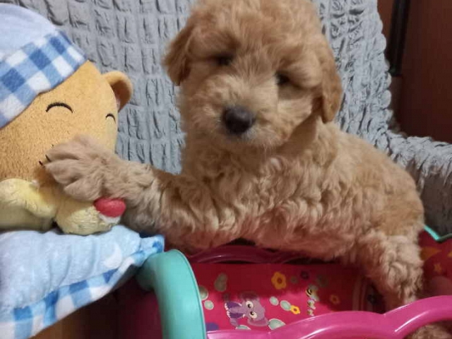 Decak Goldendoodle