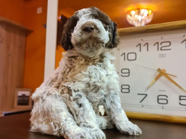Lagotto romanjolo štenci