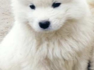 Samojed štenci