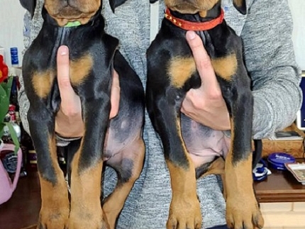Doberman štenci