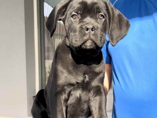 Cane corso stenci na prodaju