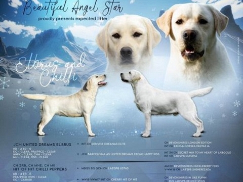 Labrador retriver