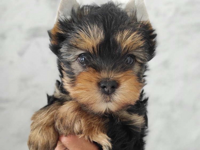 Jorkširski terijer - Jorki štenci na prodaju.