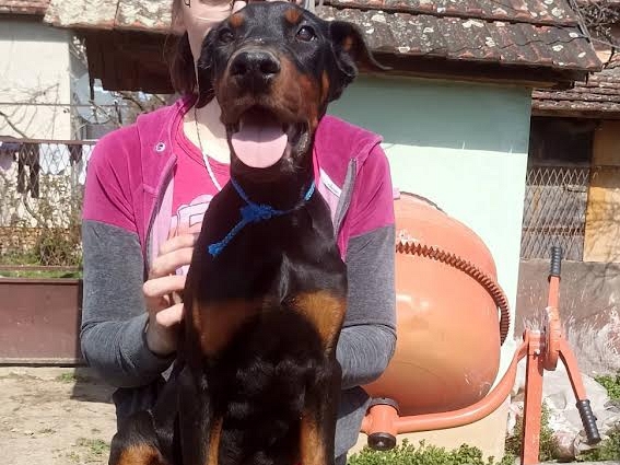 Doberman štenci
