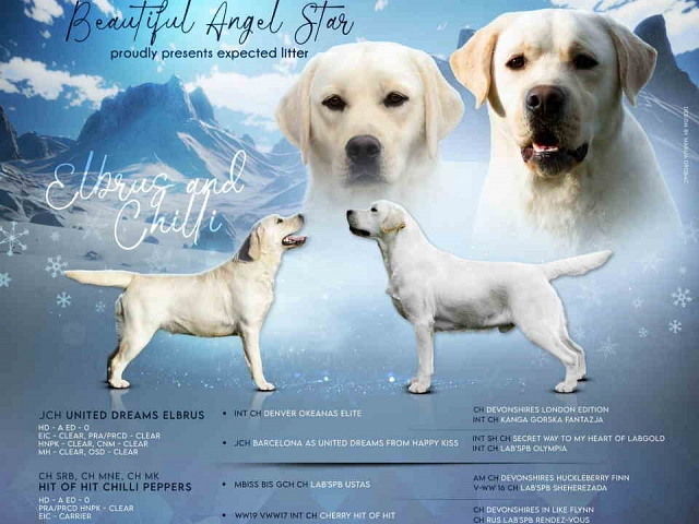 LABRADOR RETRIVER vrhunskog porekla