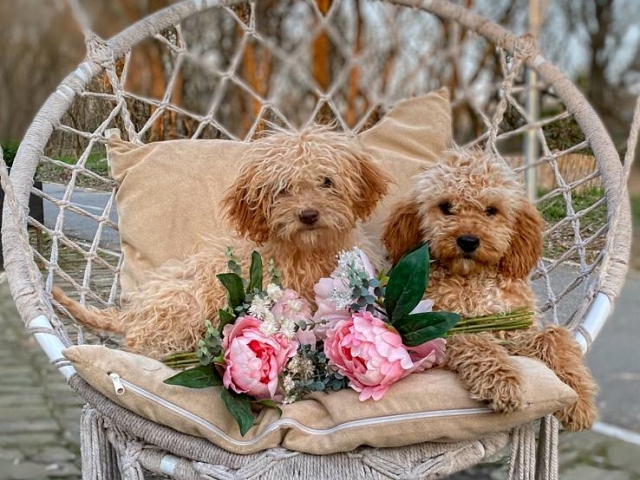 Labradoodle (labradudl)