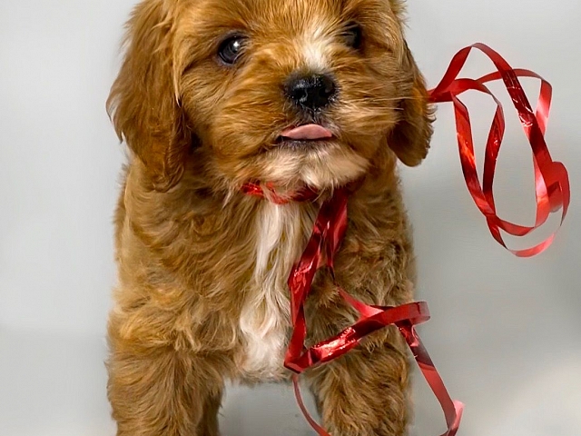 Cavapoo- kavapoo (cavalier+pudla) muzjak