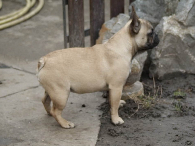 Francuski BULDOG, zensko stene