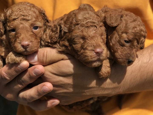 Crvene toy pudle oba pola sa kompletnom dokumentacijom - rezervacija.