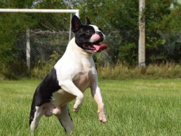 BOSTON terijer vrhunski