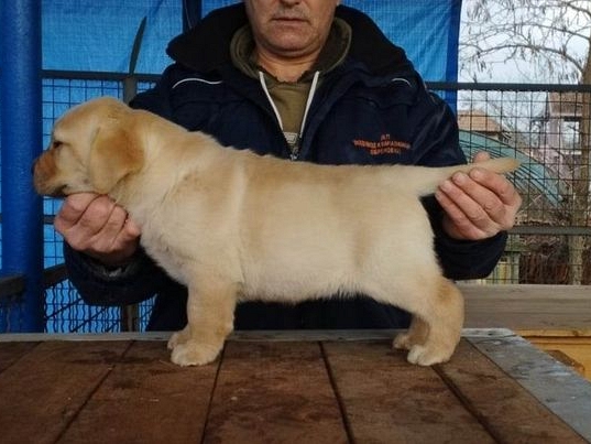 Labrador retriver, žuta ženka