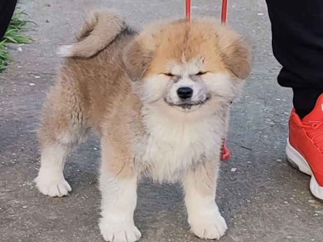 Japanska Akita inu